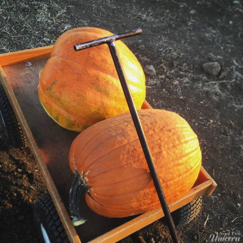 Explore The World’s Largest Corn Maze in Dixon, CA | I Need This Unicorn